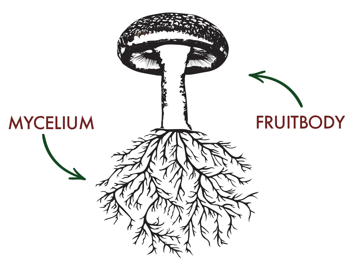 Mycelium, Kunststoffersatz? – Im Inneren des Pakets
